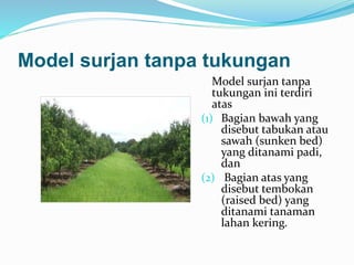Kelompok 1 : Perkembangan Model Surjan di Lahan Rawa | PPTX