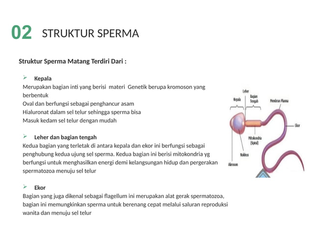 KELOMPOK 1 PEMERIKSAAN FERTILISASI PADA PRIA (ANALISIS SEMEN).pptx