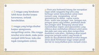 KELOMPOK 1 SISTEM REPRODUKSI PRIA fix..pptx