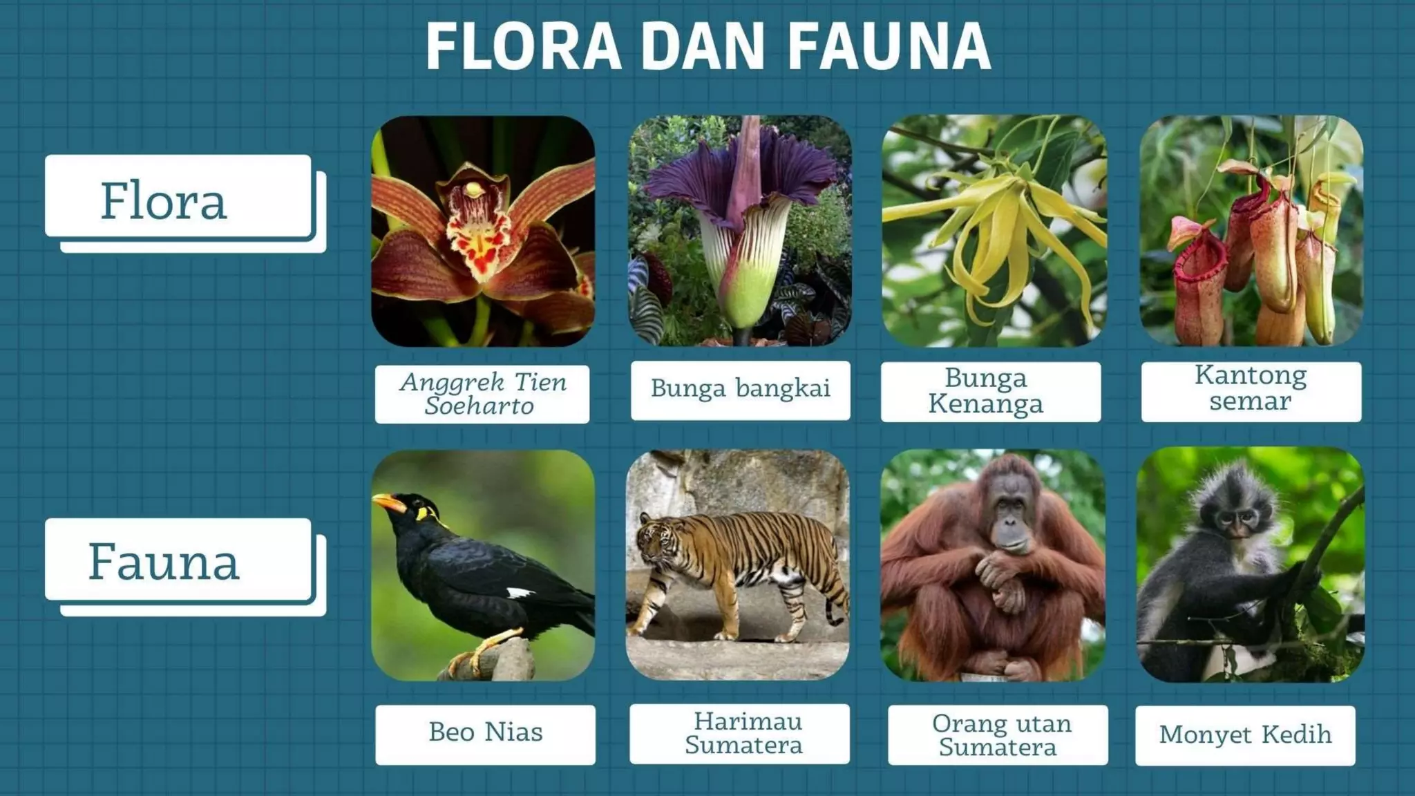 Flora dan Fauna Sumatera&Jawa | PPTX