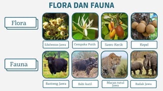 Flora dan Fauna Sumatera&Jawa | PPTX