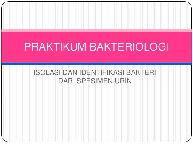 Isolasi bakteri pada sampel urin
