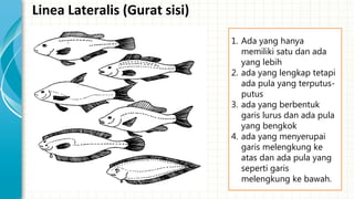 Pisces | PPT
