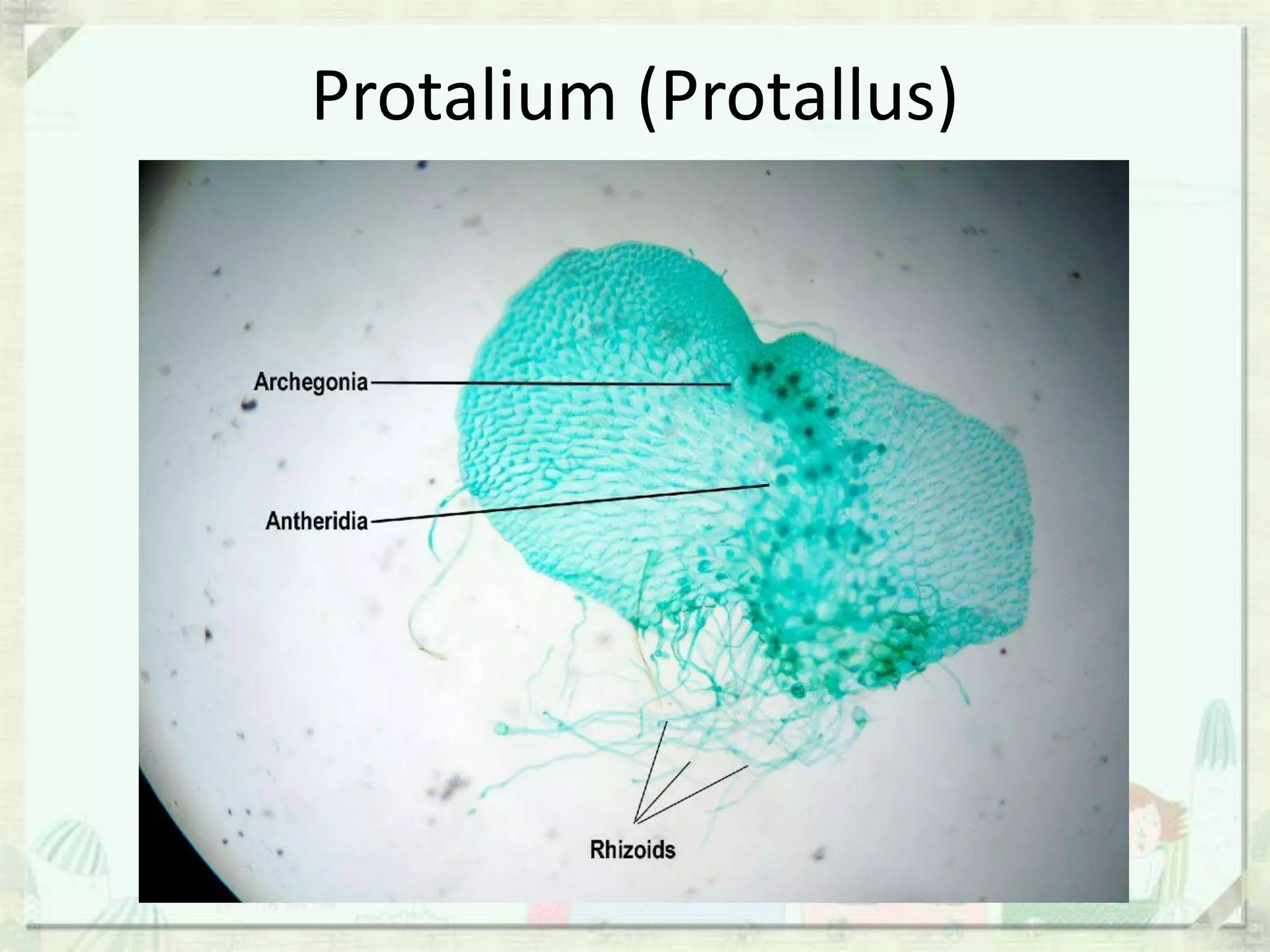 PPT Embriologi Tumbuhan - Pteridophyta 2 | PPTX