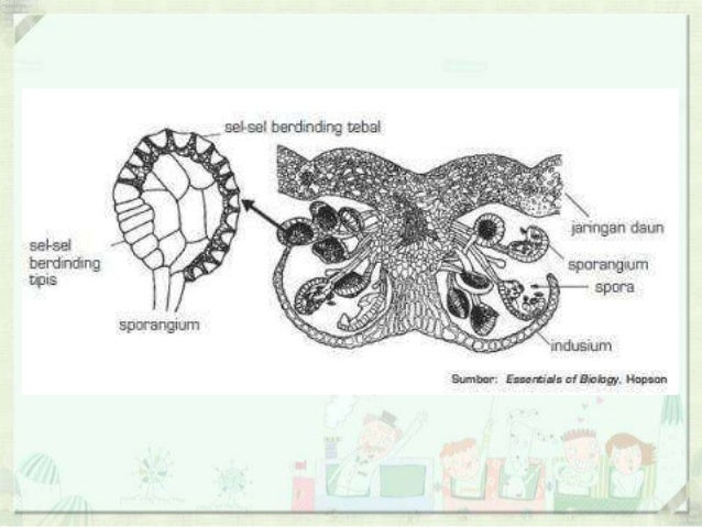 PPT Embriologi Tumbuhan - Pteridophyta 2