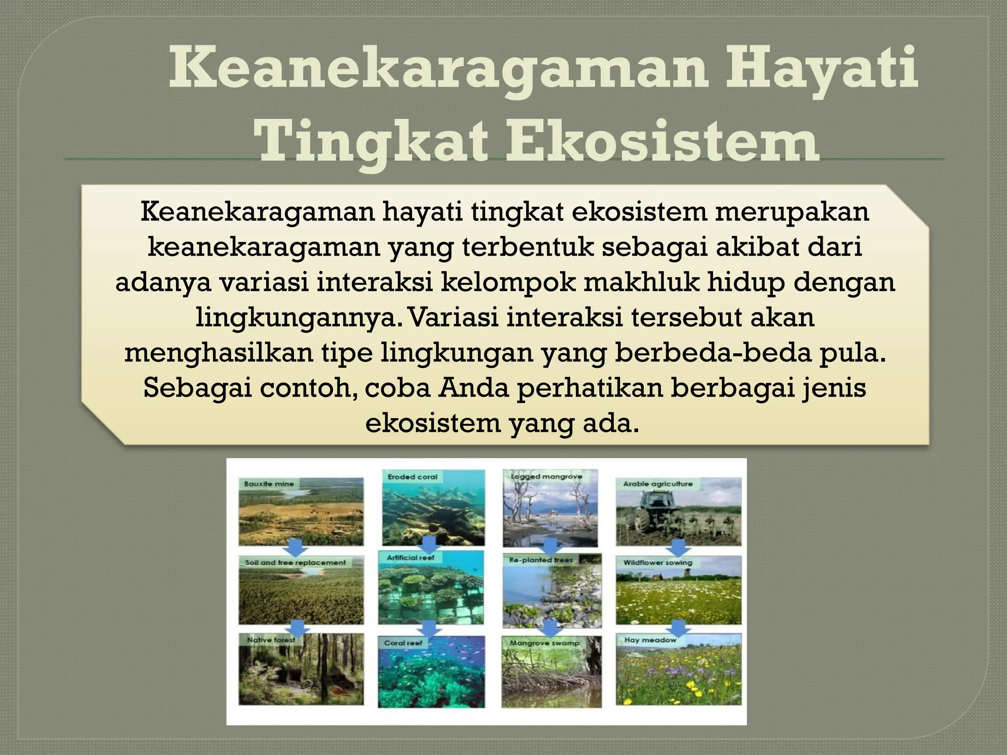 MAKALAH KEANEKARAGAMAN HAYATI TINGKAT POPULASI | PPTX