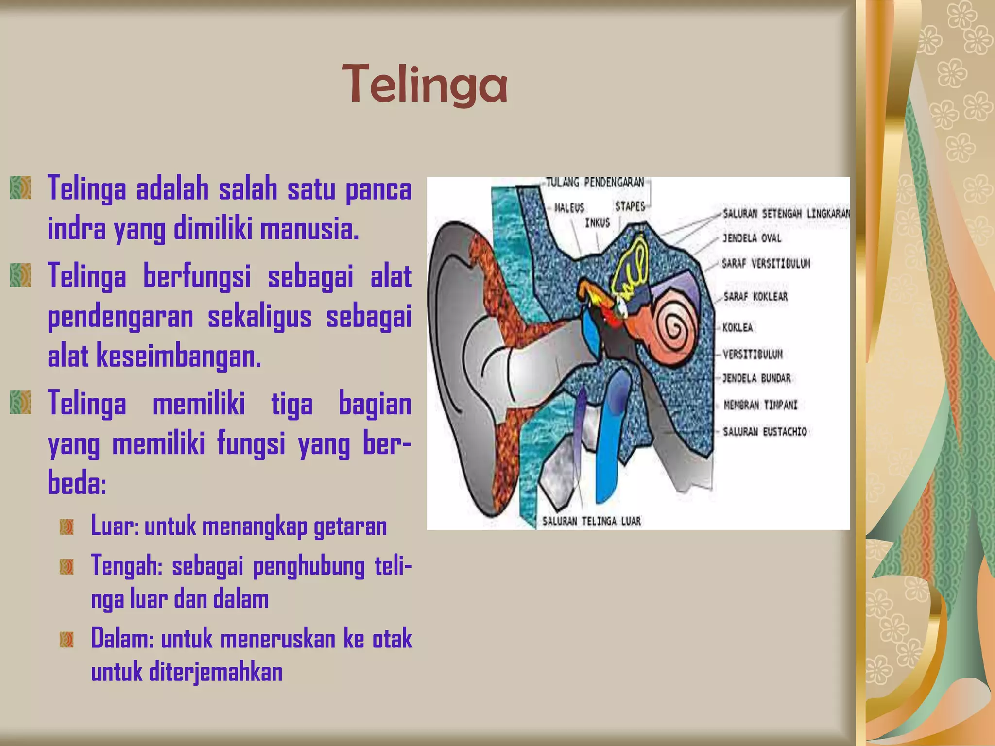 indera pendengaran | PPT