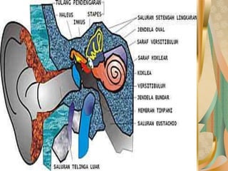 indera pendengaran | PPT