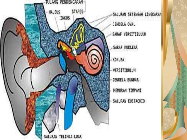 indera pendengaran | PPT