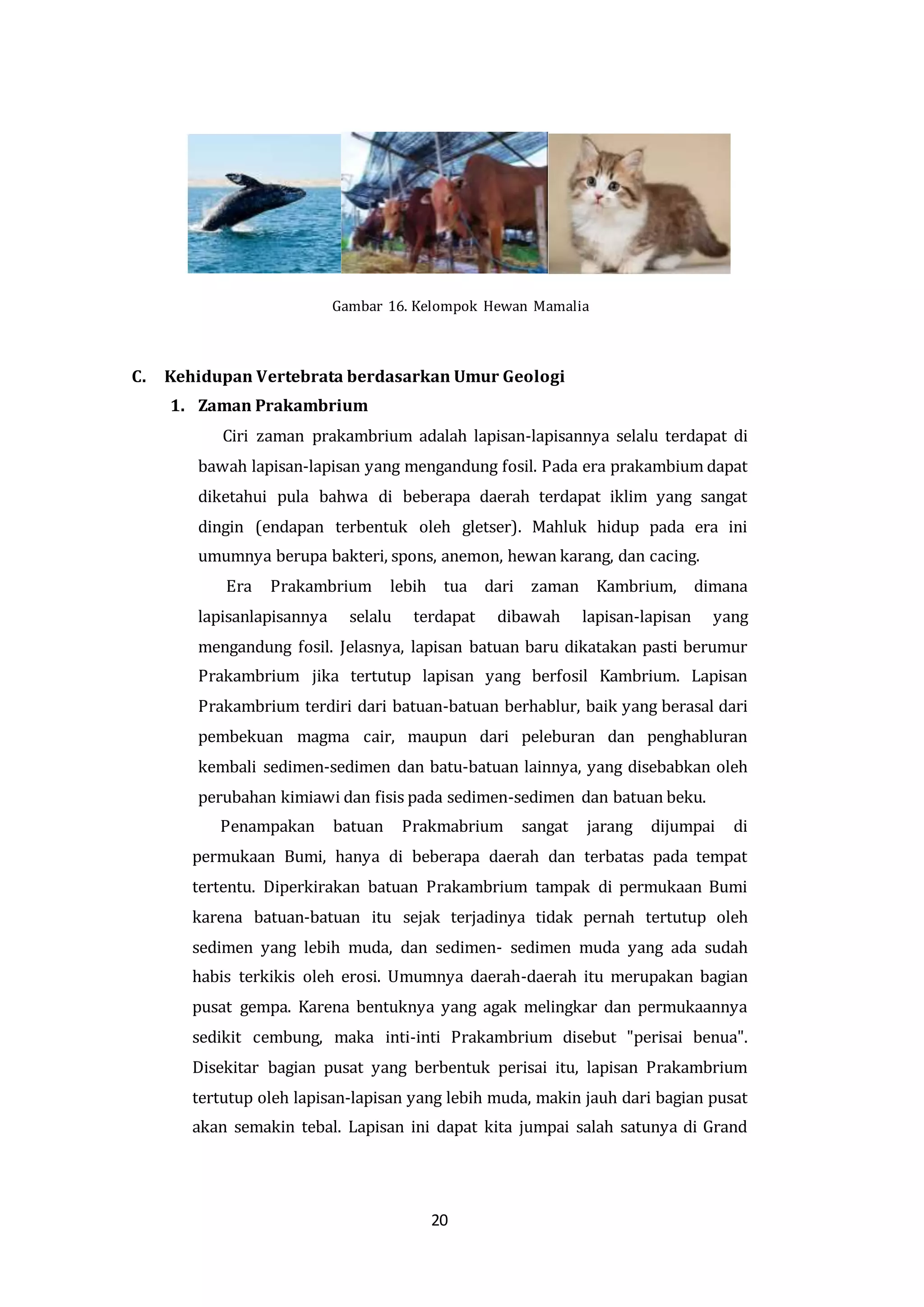 KELOMPOK 2_ANCESTOR VERTEBRATA_PB 3C.docx