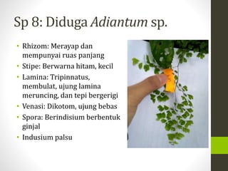 kelompok 2 BA(1) paku.pptx