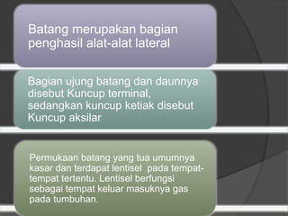 fungsi organ batang pada tumbuhan dan jenis jenisnya.pptx