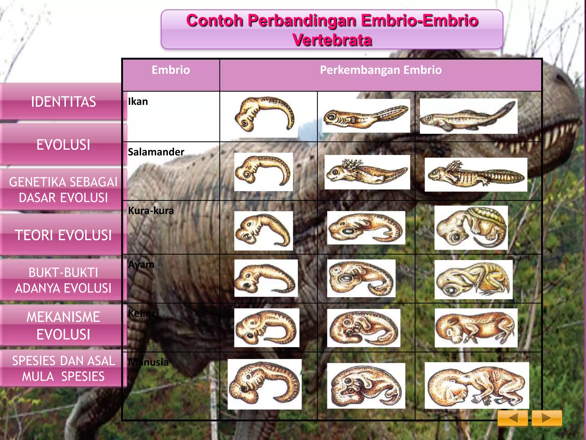 Kelompok 2b evolusi | PPTX