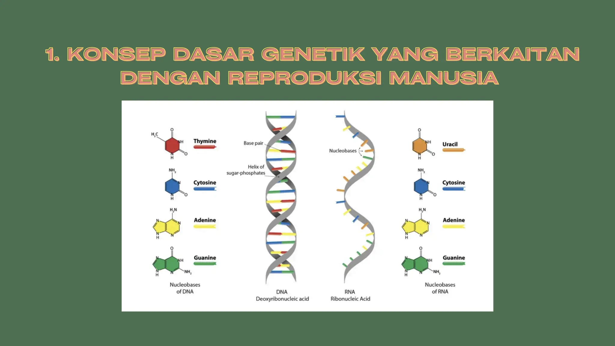 Kelompok 2_Dasar genetik, dogma sentral biologi, dan pewarisan sifat ...
