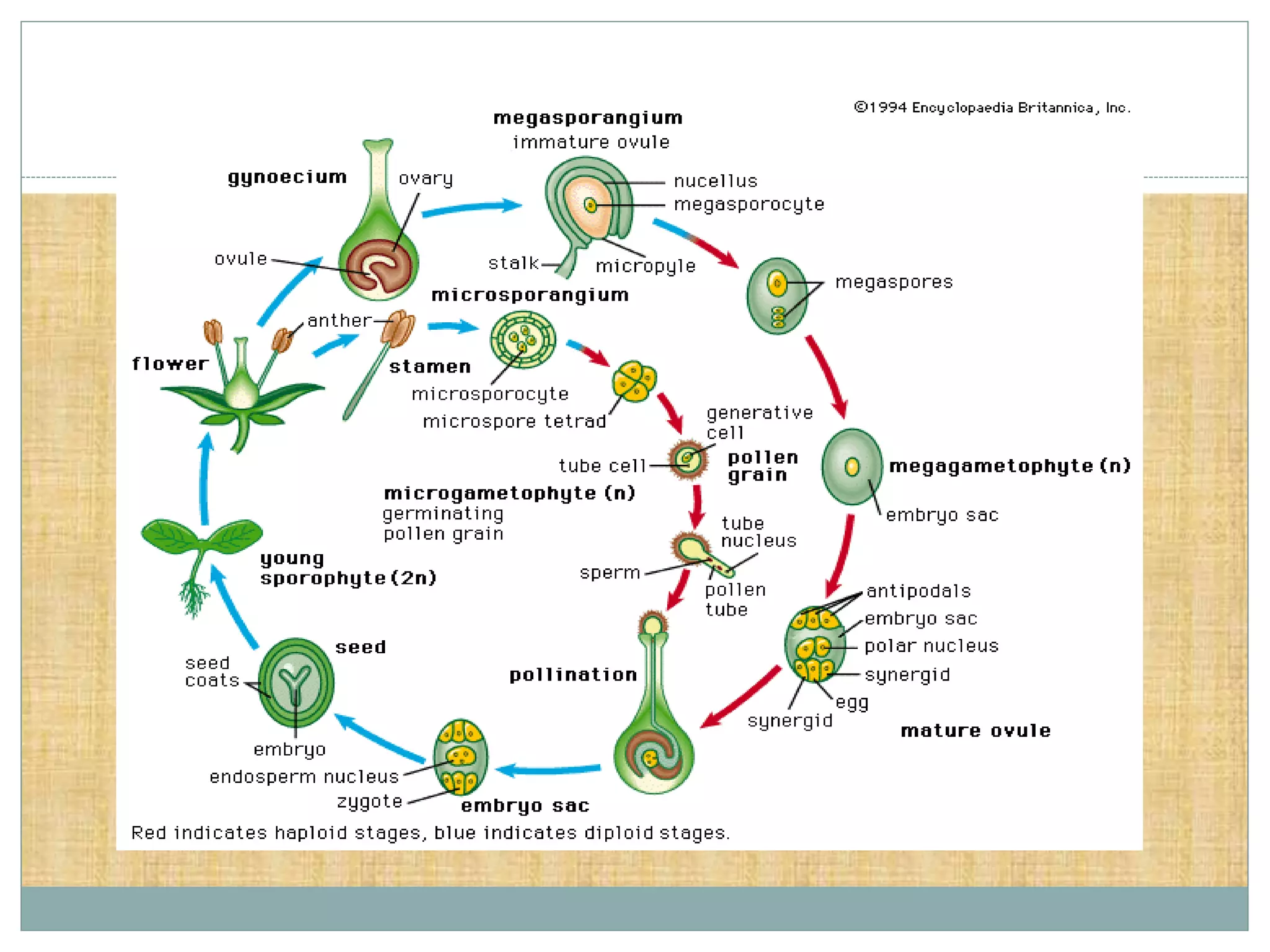 PPT Embriologi Tumbuhan - Gnetum gnemon | PPTX