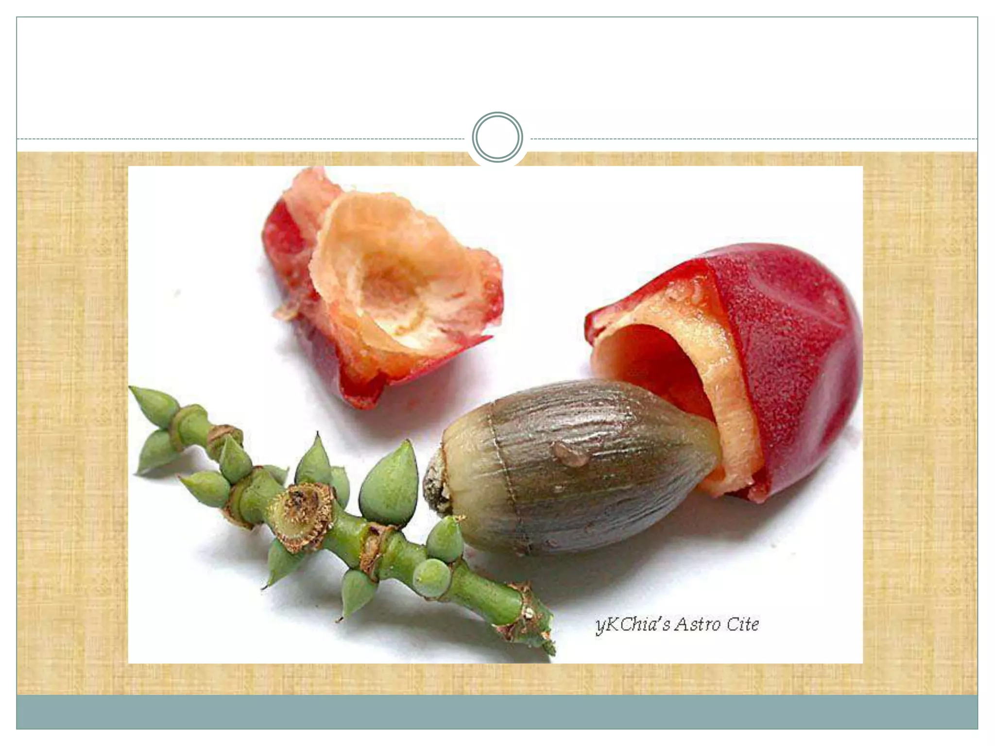PPT Embriologi Tumbuhan - Gnetum gnemon | PPTX