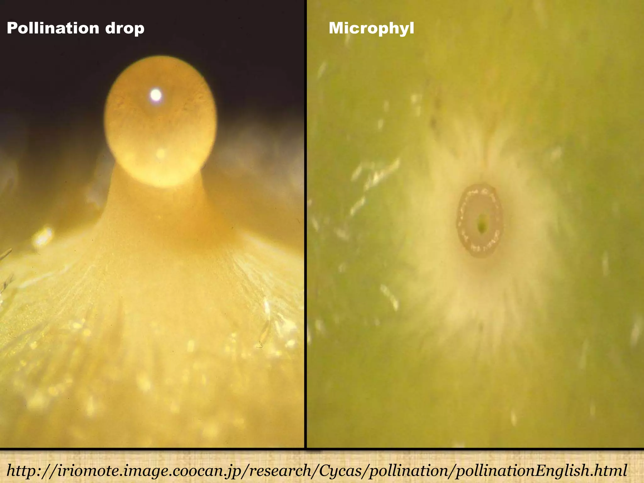 PPT Embriologi Tumbuhan - Gnetum gnemon | PPTX