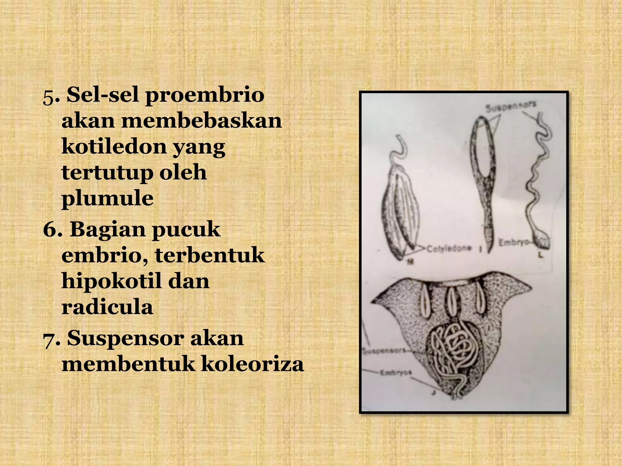 PPT Embriologi Tumbuhan - Gnetum gnemon | PPTX