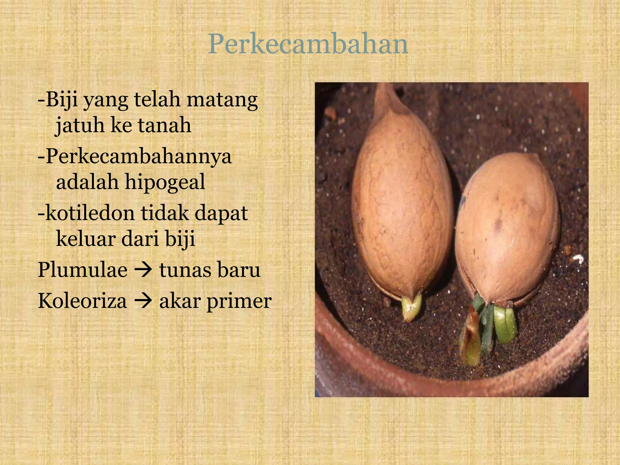 PPT Embriologi Tumbuhan - Gnetum gnemon | PPTX