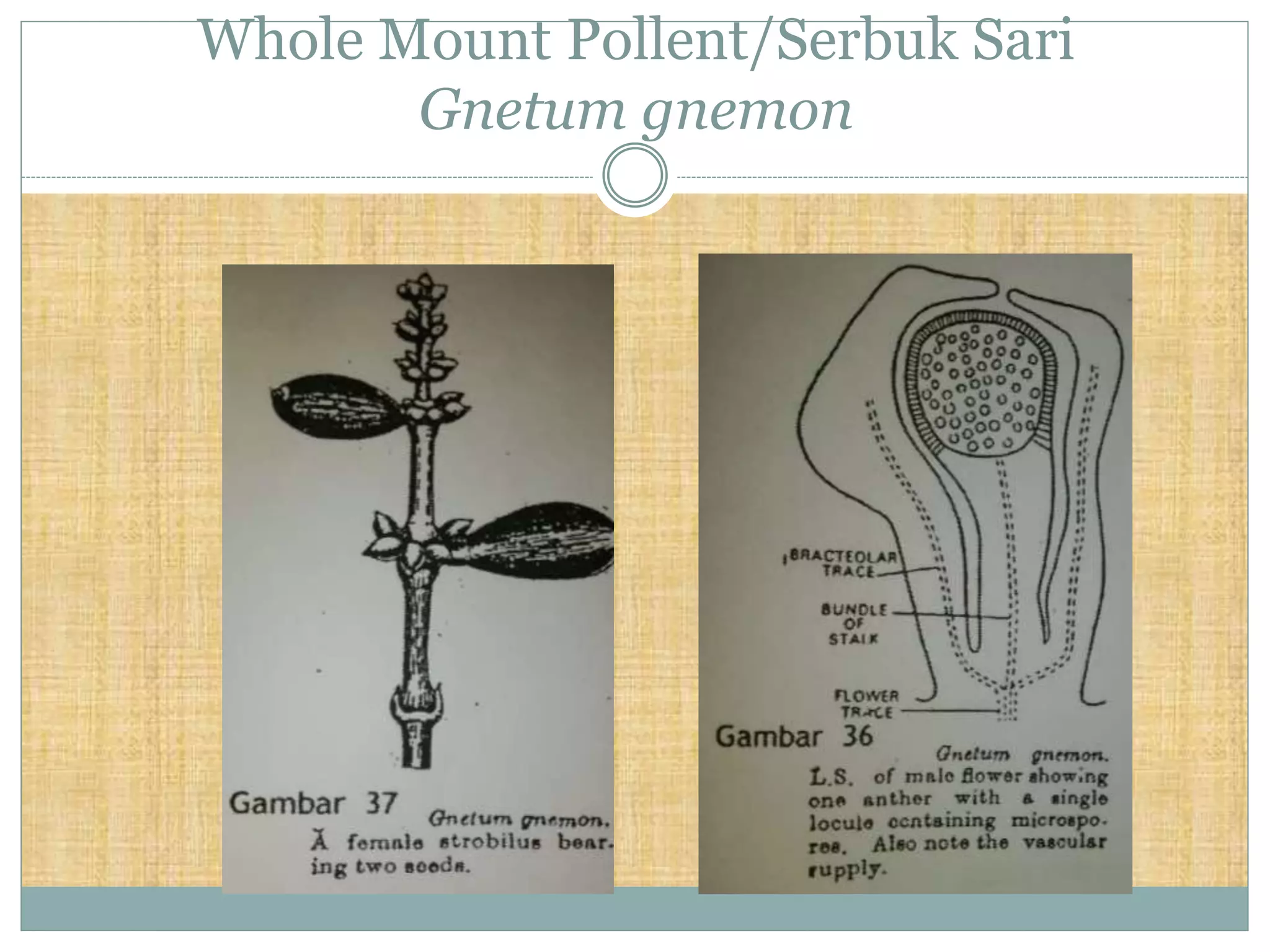 PPT Embriologi Tumbuhan - Gnetum gnemon | PPTX