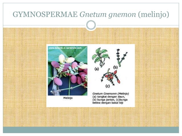 PPT Embriologi Tumbuhan - Gnetum gnemon | PPTX