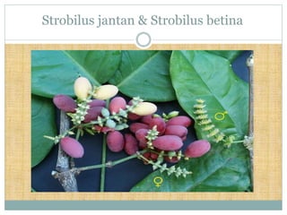 PPT Embriologi Tumbuhan - Gnetum gnemon | PPTX