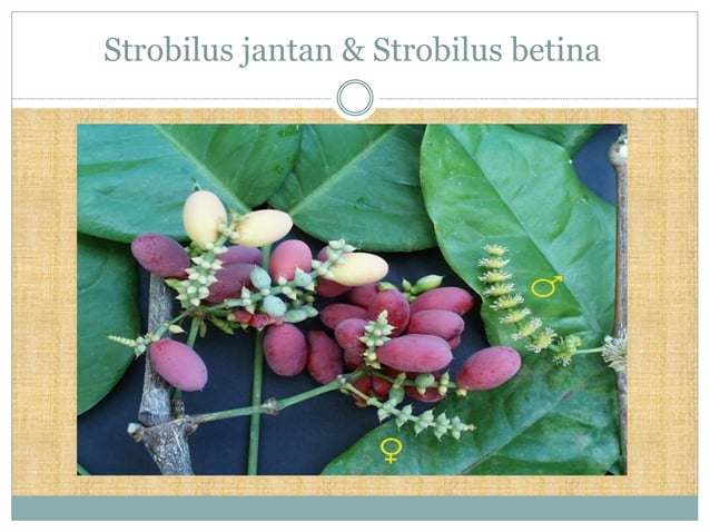 PPT Embriologi Tumbuhan - Gnetum gnemon | PPTX