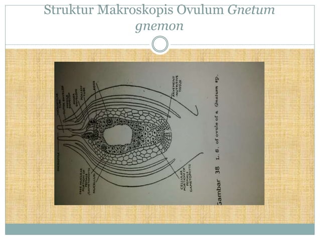 PPT Embriologi Tumbuhan - Gnetum gnemon | PPTX