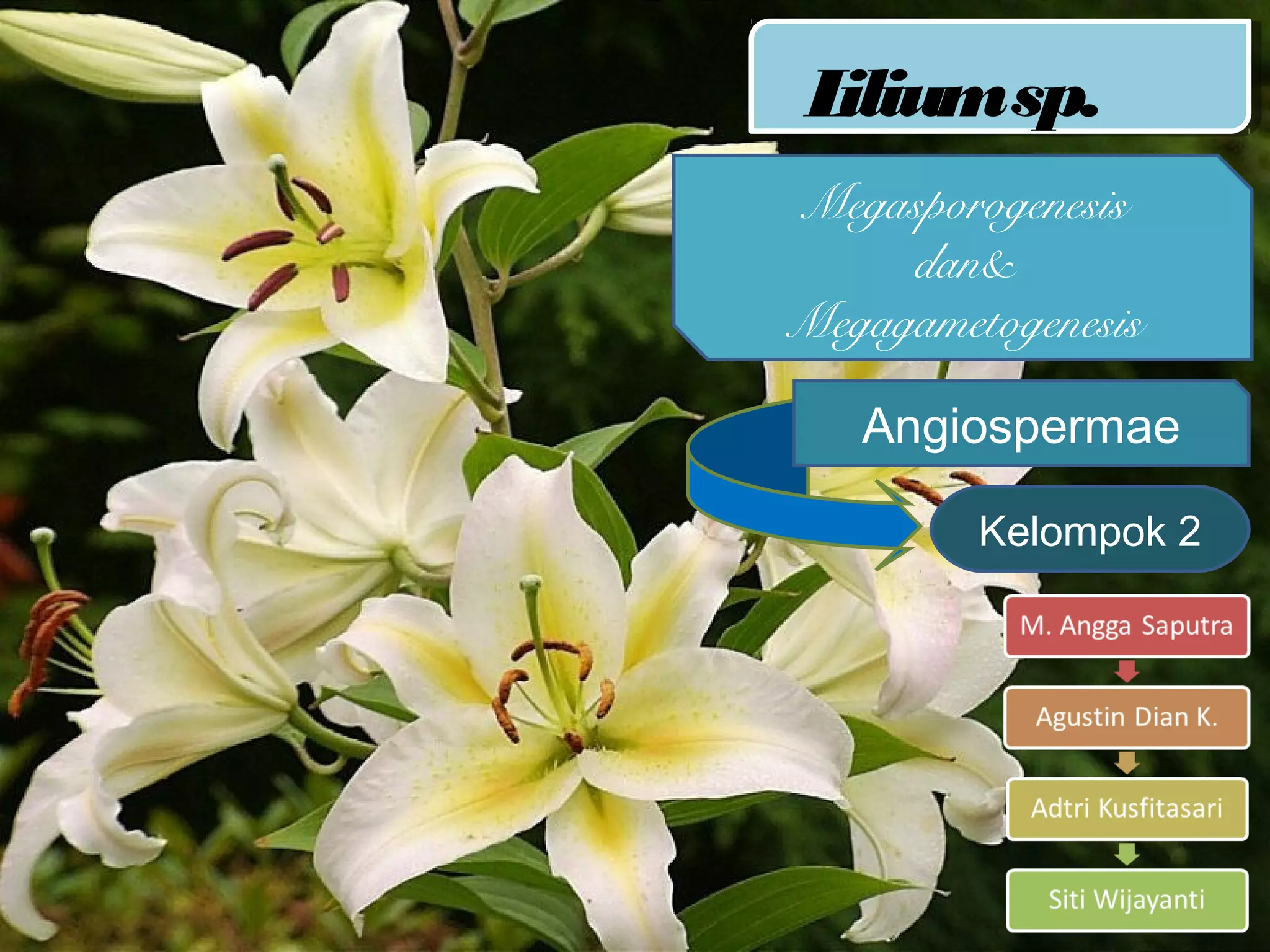 Megagametogenesis dan Megasporogenesis Lilium sp. | PPT