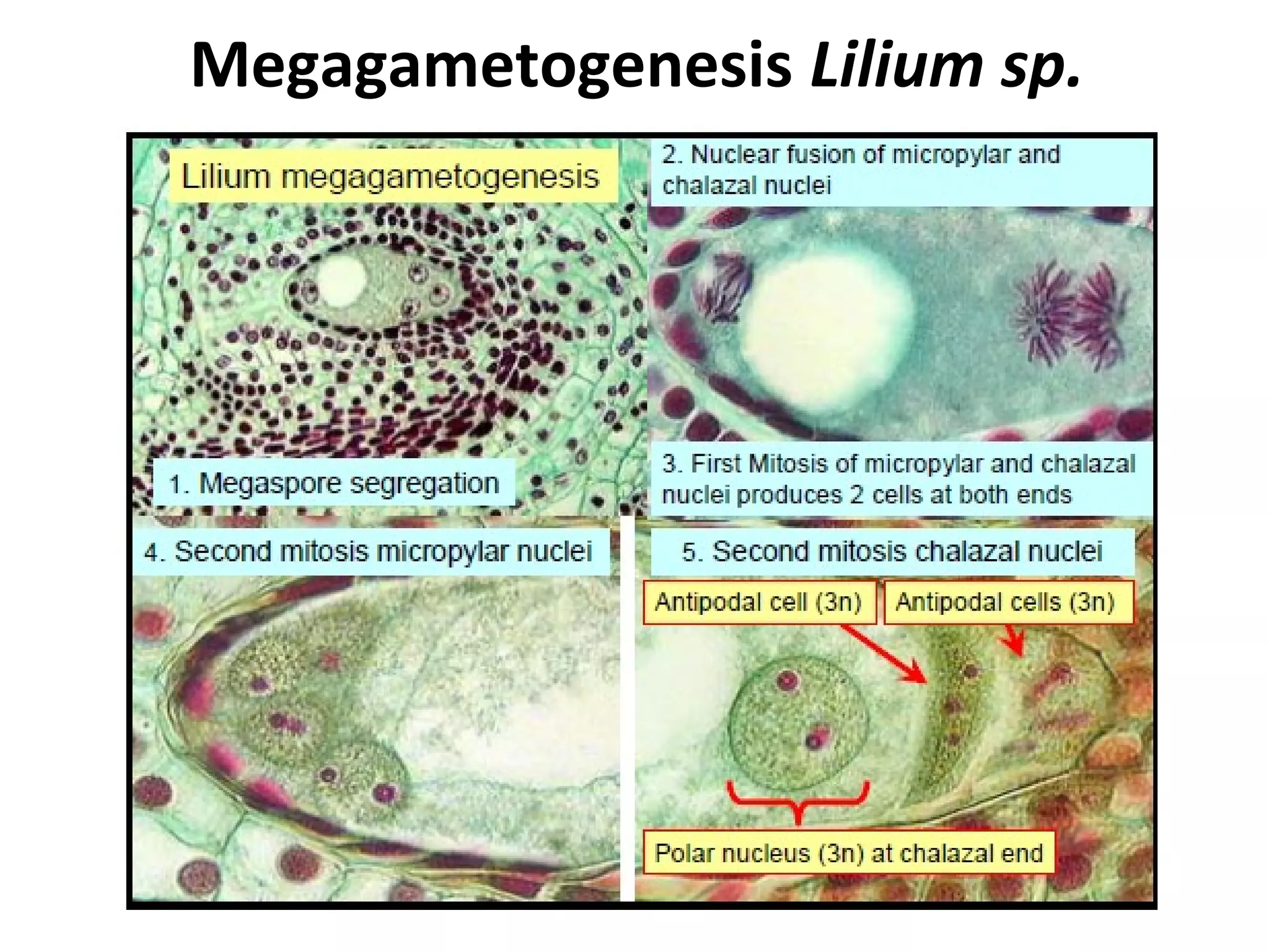 Megagametogenesis dan Megasporogenesis Lilium sp. | PPT