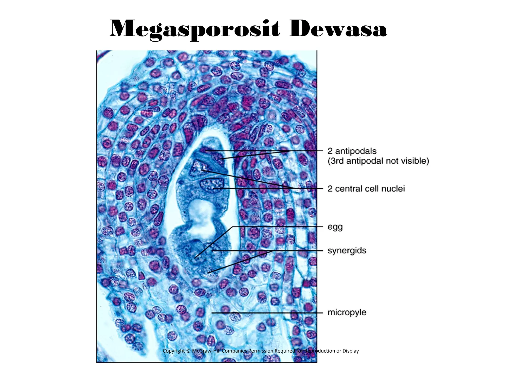Megagametogenesis dan Megasporogenesis Lilium sp. | PPT