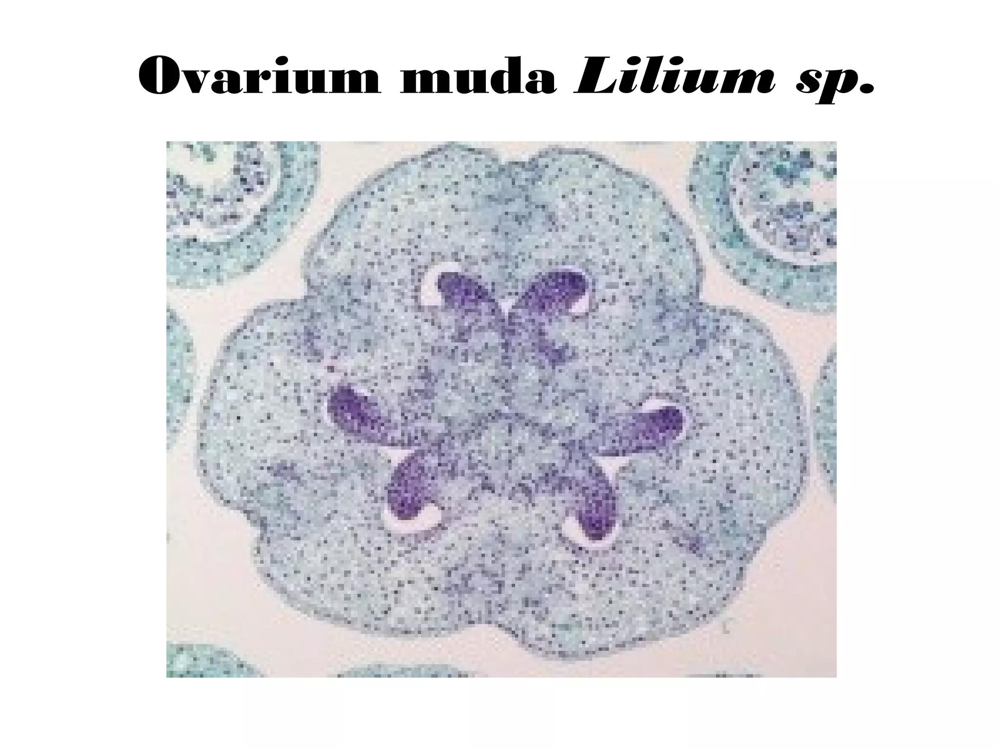 Megagametogenesis dan Megasporogenesis Lilium sp. | PPT