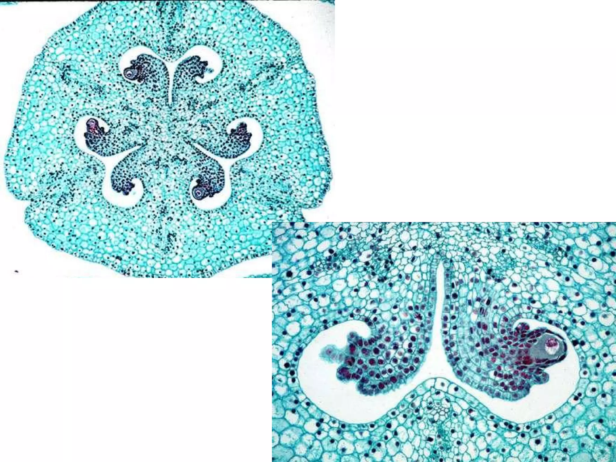 Megagametogenesis dan Megasporogenesis Lilium sp. | PPT