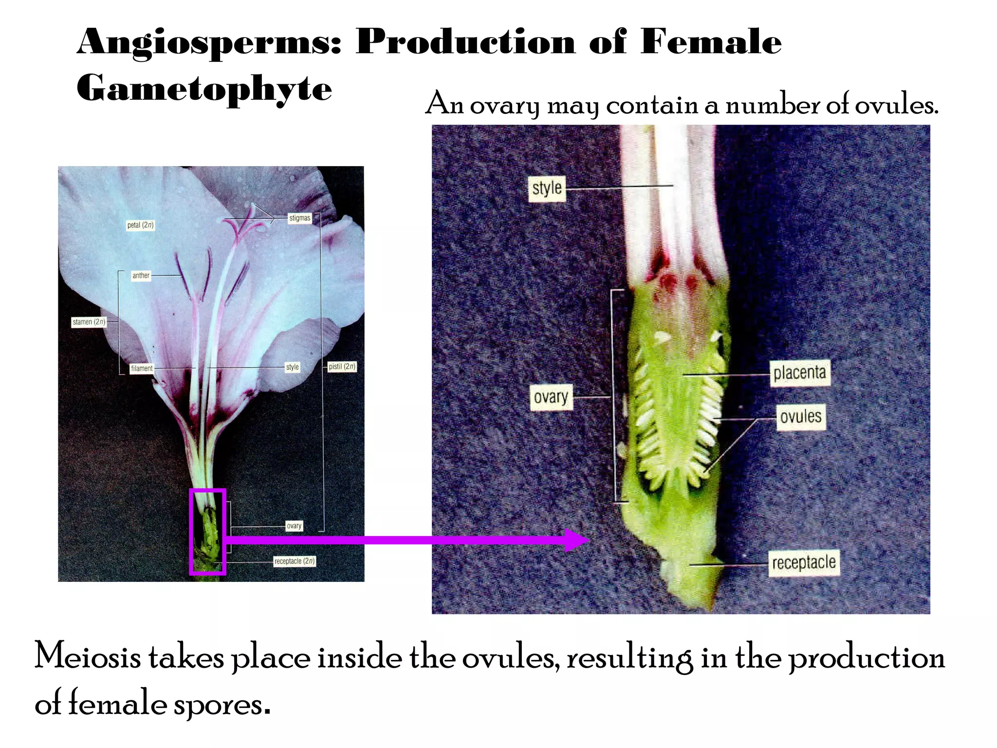 Megagametogenesis dan Megasporogenesis Lilium sp. | PPT