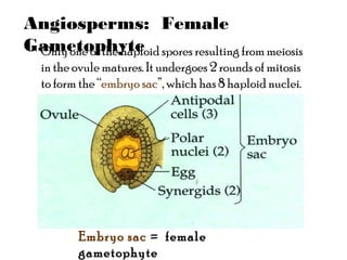 Megagametogenesis dan Megasporogenesis Lilium sp. | PPT