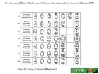 Megagametogenesis dan Megasporogenesis Lilium sp. | PPT
