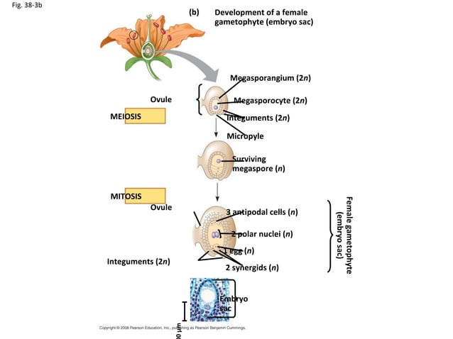 Megagametogenesis dan Megasporogenesis Lilium sp. | PPT