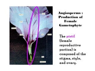Megagametogenesis dan Megasporogenesis Lilium sp. | PPT