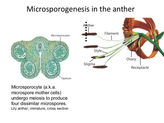 PPT Embriologi Tumbuhan - Mikrosporogenesis dan mikrogametogenesis