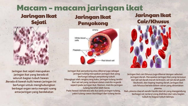 Jaringan Eptel, Ikat, Otot, Saraf pada hewan .pptx