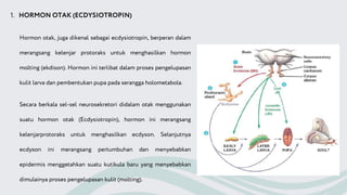 Kelompok 2 Metamorfosis Pada Serangga_20231212_090212_0000.pdf