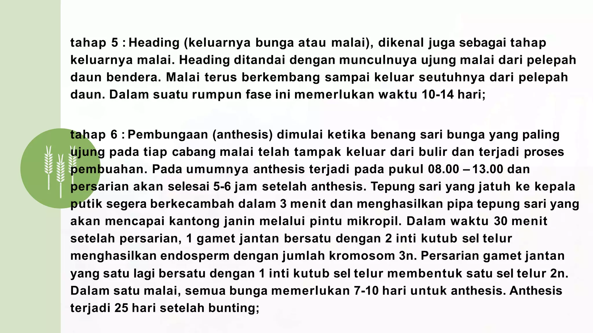 KELOMPOK 2 PANGAN UTAMA AGRO A TANAMAN PADI fix.pptx