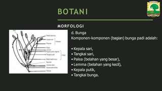 KELOMPOK 2 PANGAN UTAMA AGRO A TANAMAN PADI fix.pptx