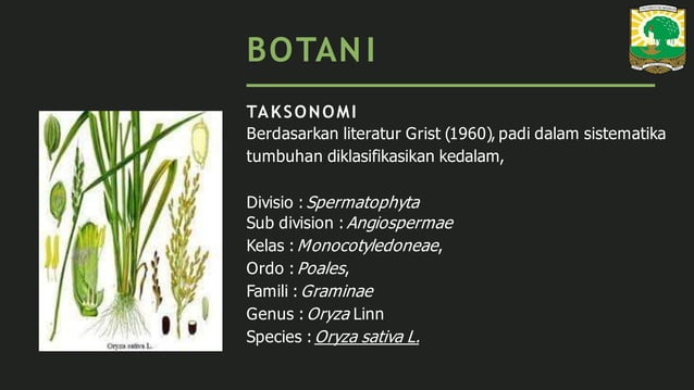 KELOMPOK 2 PANGAN UTAMA AGRO A TANAMAN PADI fix.pptx