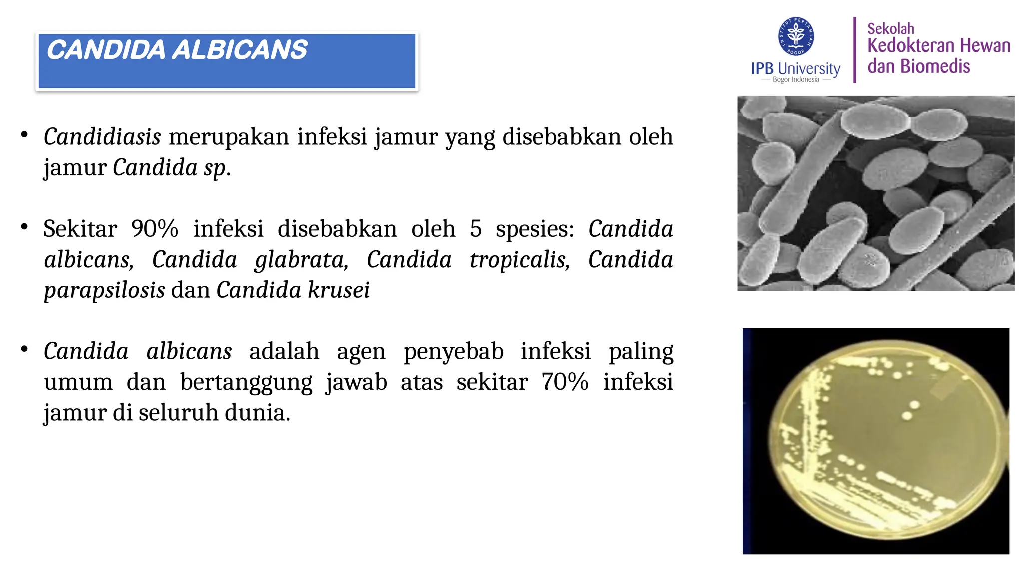 Kelompok_2_Patogenesis_Candidiasis_(1)[2][1] (1).pptx