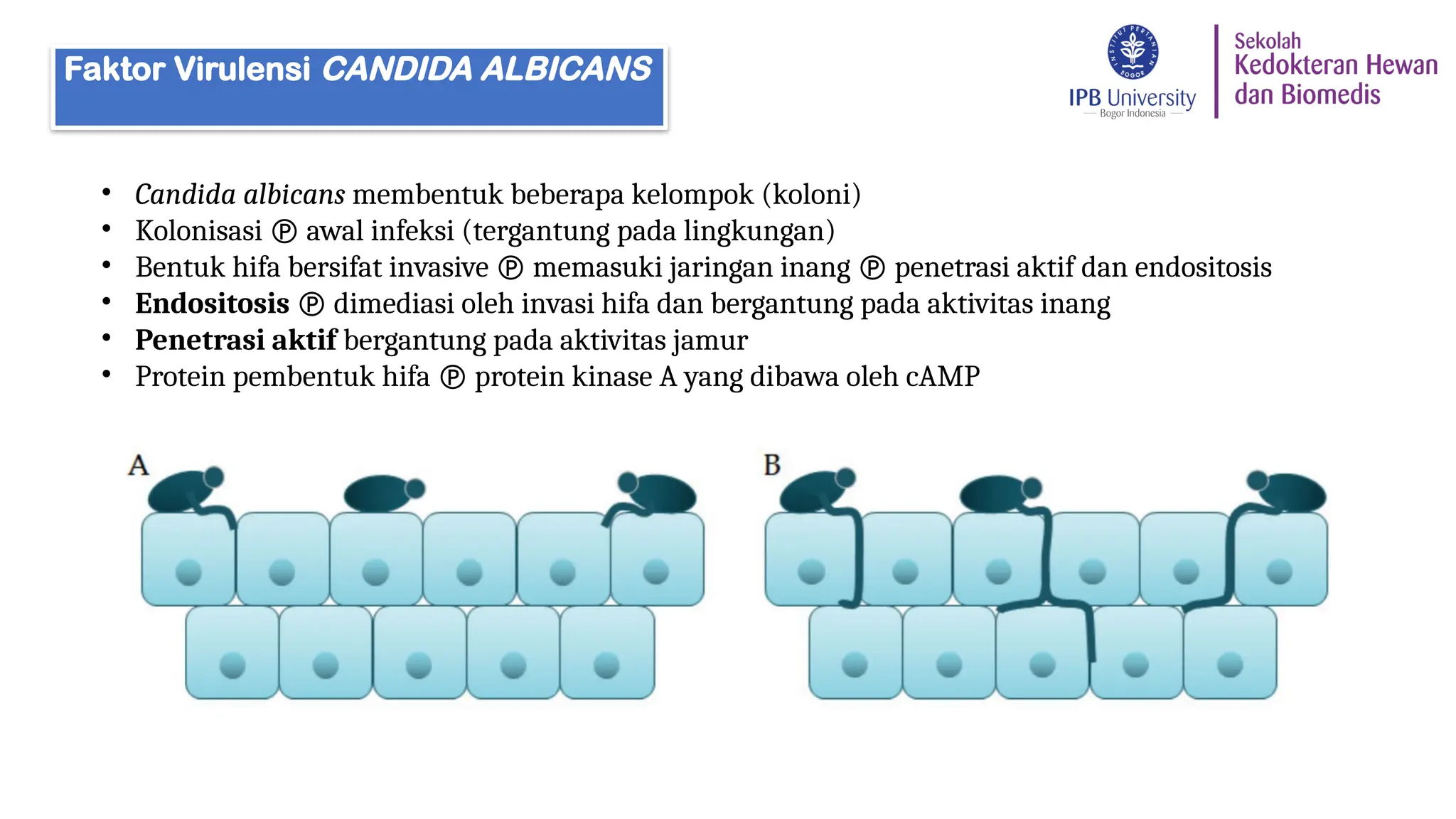 Kelompok_2_Patogenesis_Candidiasis_(1)[2][1] (1).pptx