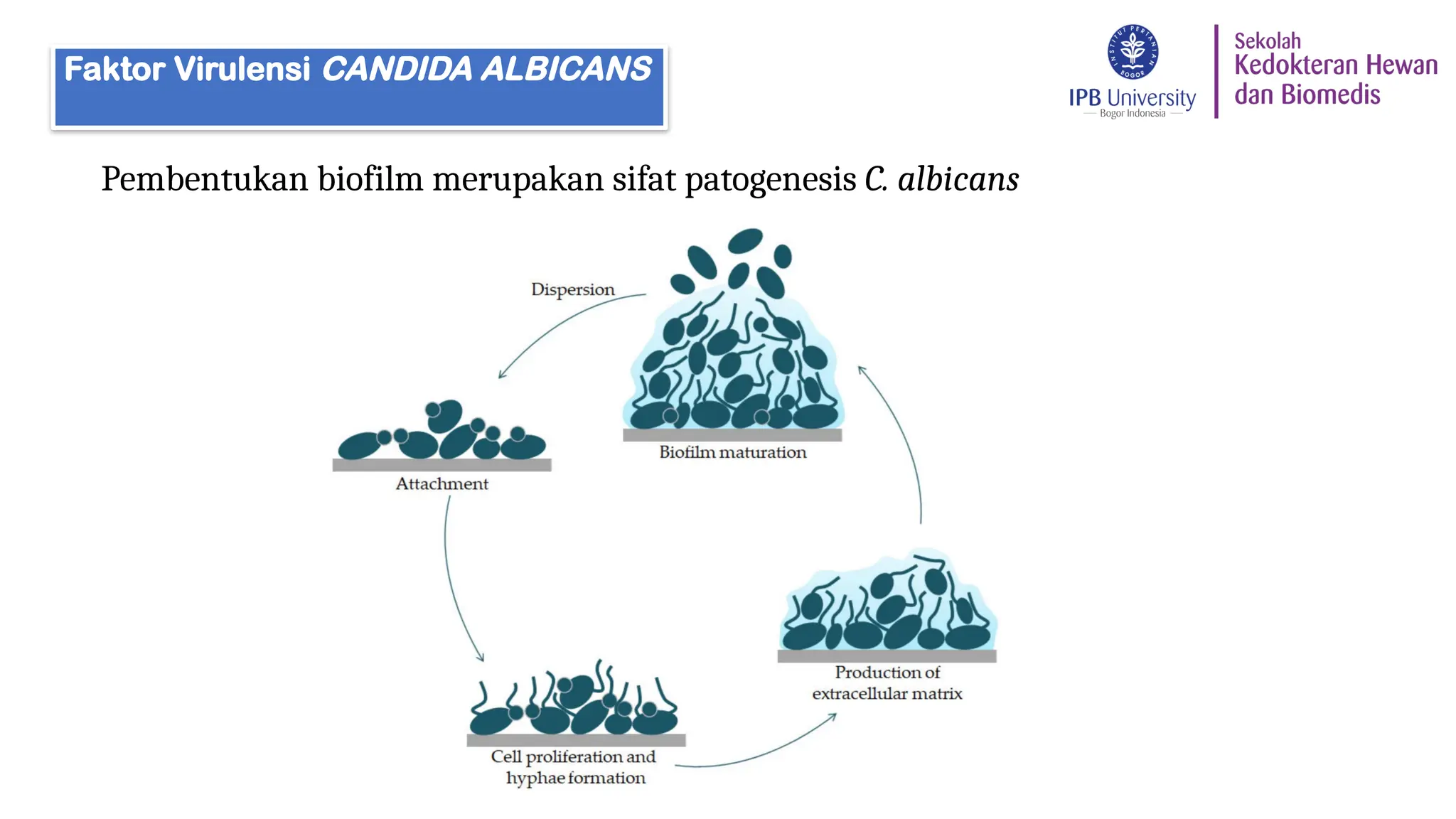 Kelompok_2_Patogenesis_Candidiasis_(1)[2][1] (1).pptx