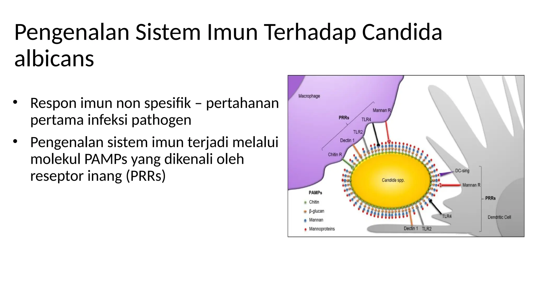 Kelompok_2_Patogenesis_Candidiasis_(1)[2][1] (1).pptx
