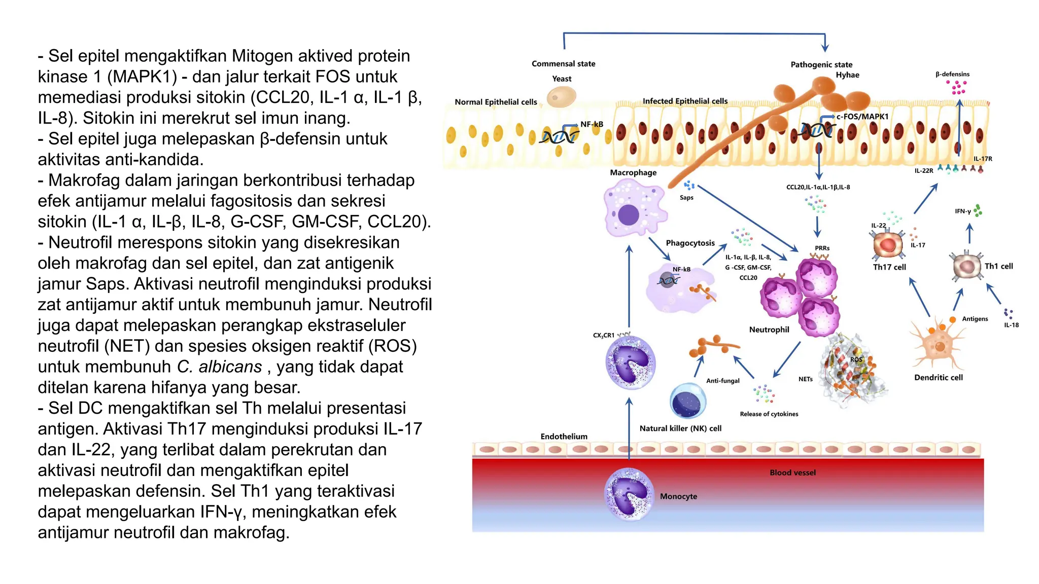 Kelompok_2_Patogenesis_Candidiasis_(1)[2][1] (1).pptx