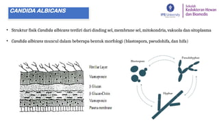Kelompok_2_Patogenesis_Candidiasis_(1)[2][1] (1).pptx